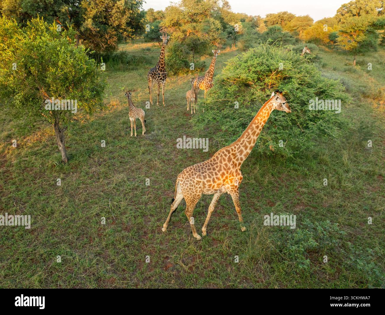 Aerial view of giraffes gracefully traversing the verdant landscape ...