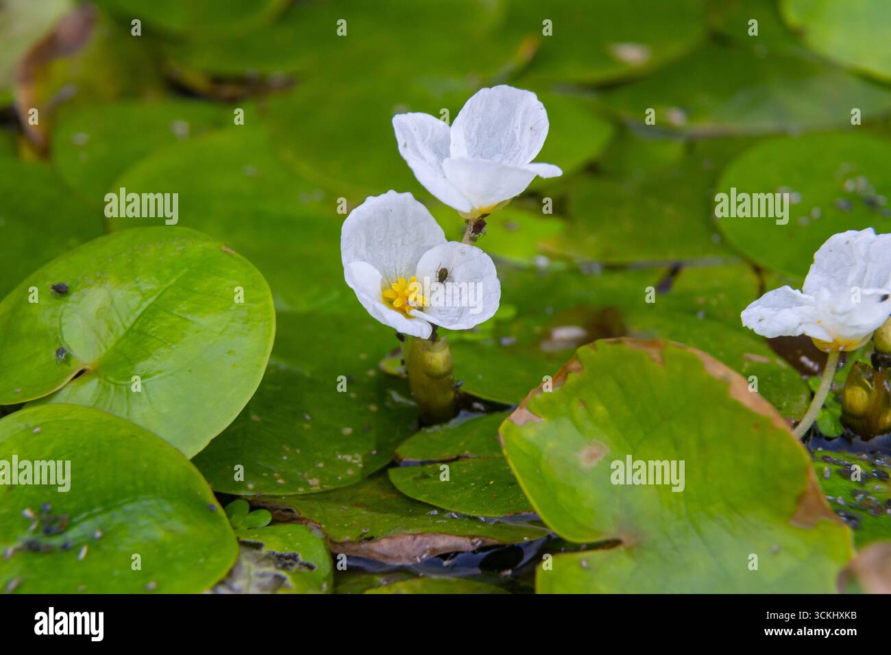 Hydrocharis morsus-ranae, frogbit, is a flowering plant belonging to ...
