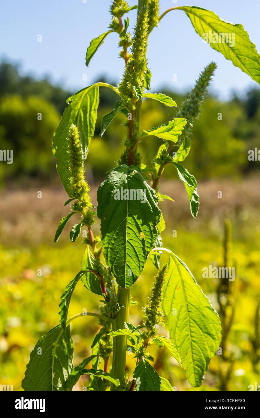 Amaranthus retroflexus, true to one of its common names, forms a ...
