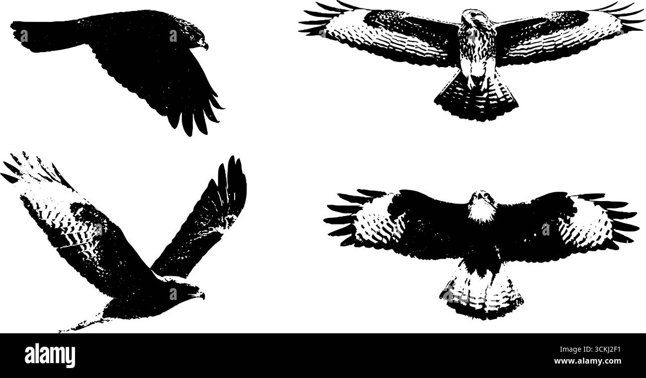 Black and white hawk stencil collection for nature and wildlife art ...