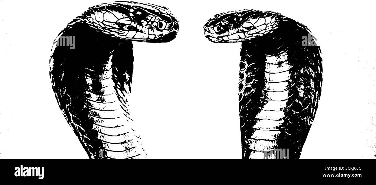 Black and white cobra stencil collection for art and design projects ...