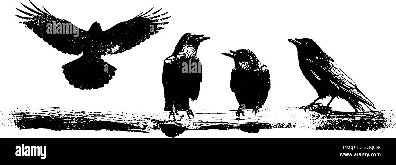 Corvid bird urban Stock Vector Images - Alamy