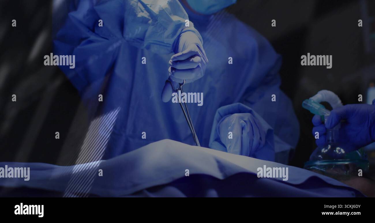 Performing surgeon using forceps on draped incision in OR, with ...