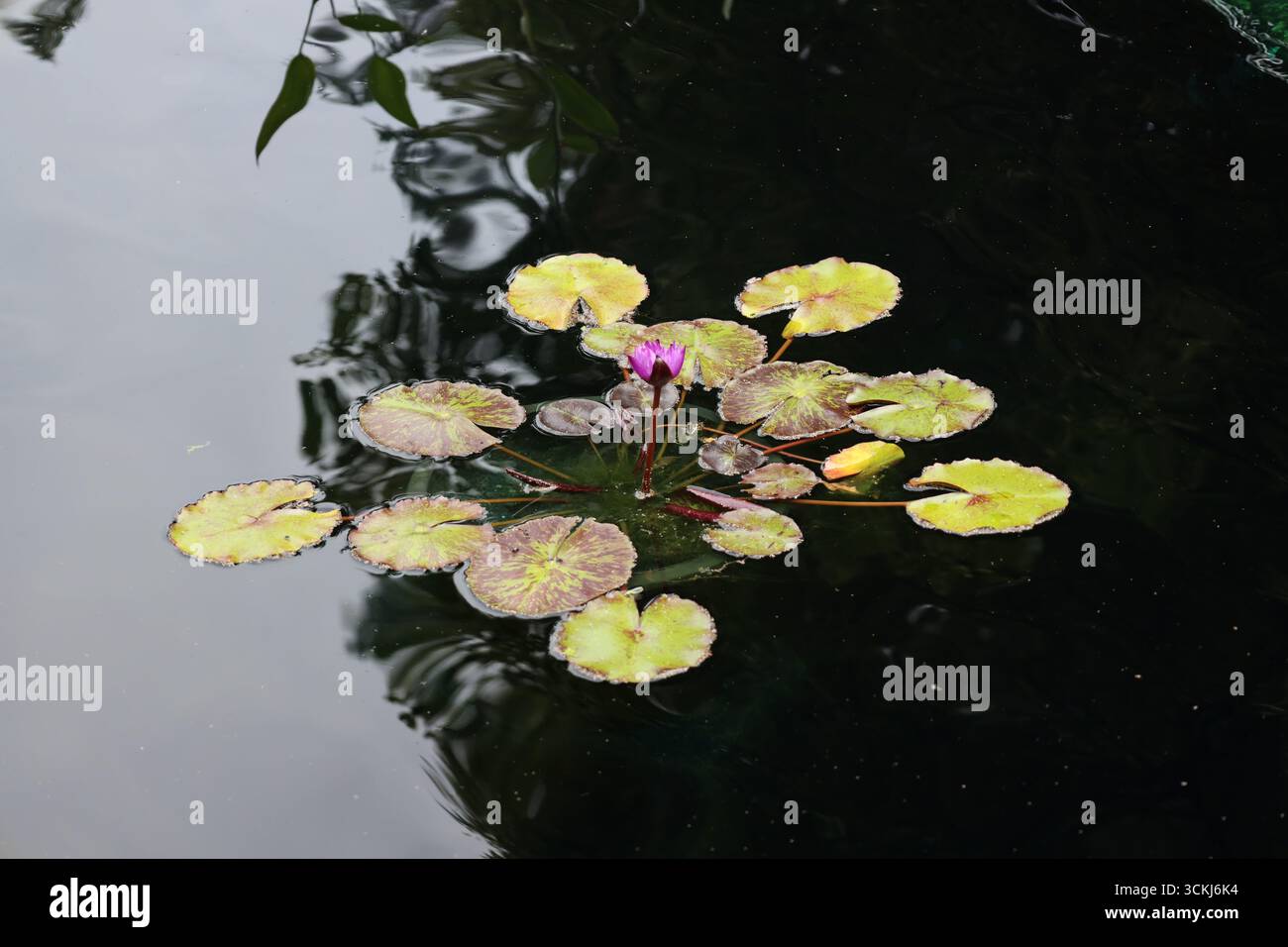 lily pads with a lone purple blossom floating in the shade of tall ...