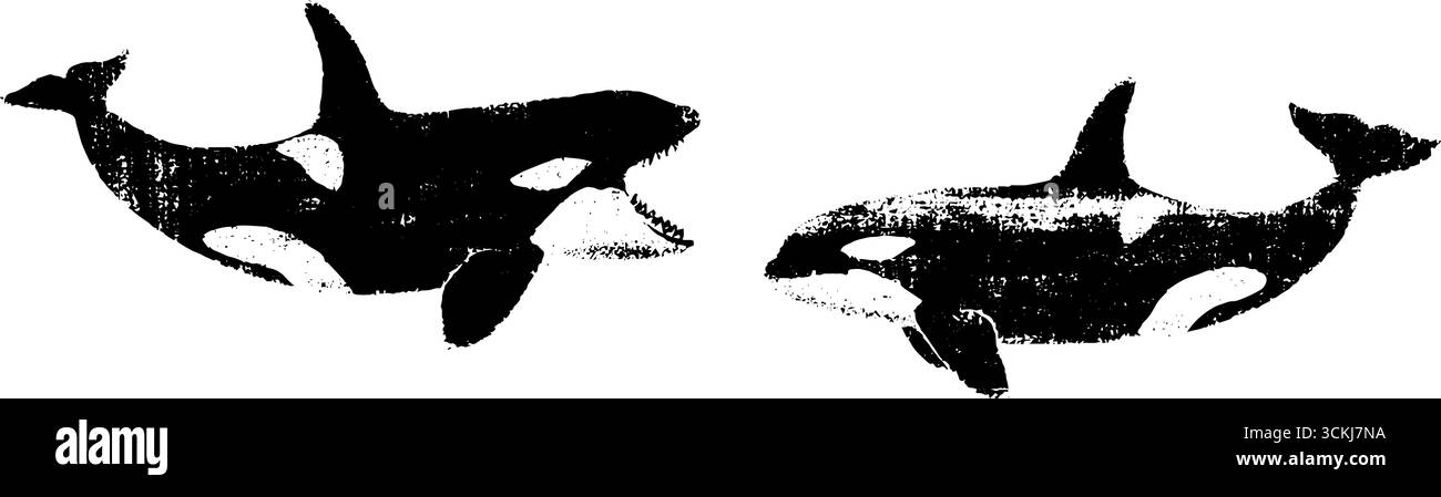 Black and white orca stencil collection for creative designs and ...