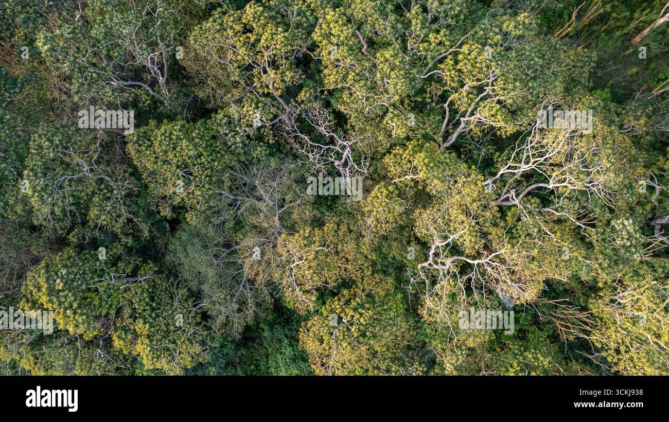 Aerial view dense tree canopy hi-res stock photography and images - Alamy