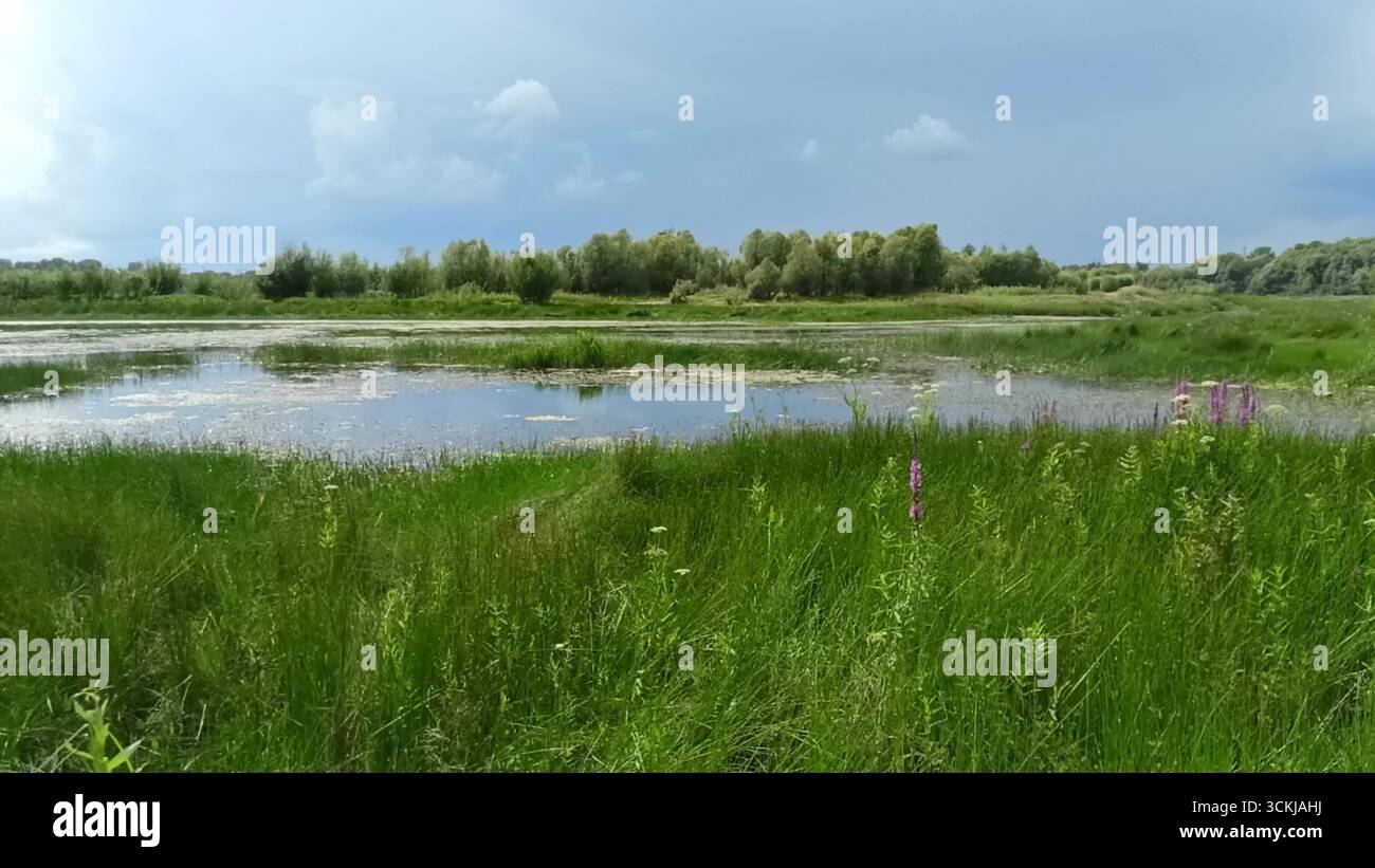 Video lake swamp scene hi-res stock photography and images - Alamy