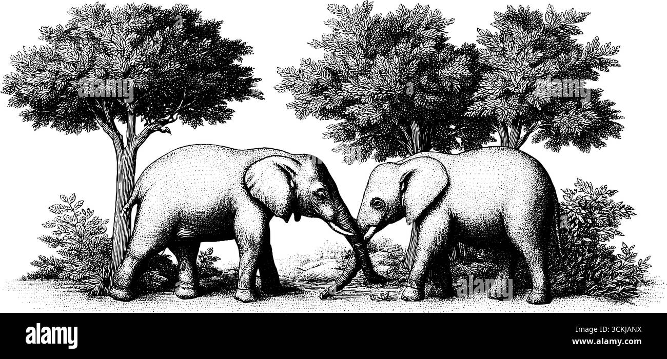 Majestic elephants foraging among trees in vintage hand drawn engraving ...