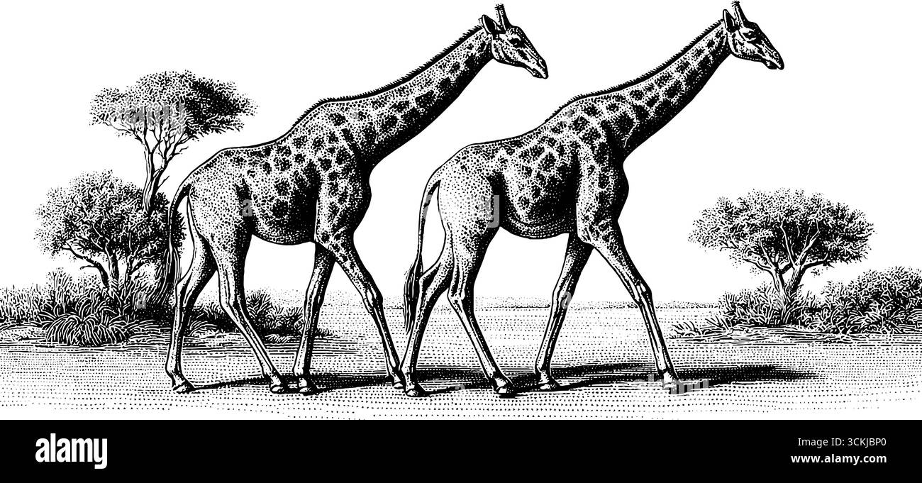 Vintage giraffes walking across dusty plain silhouette sketch for retro ...
