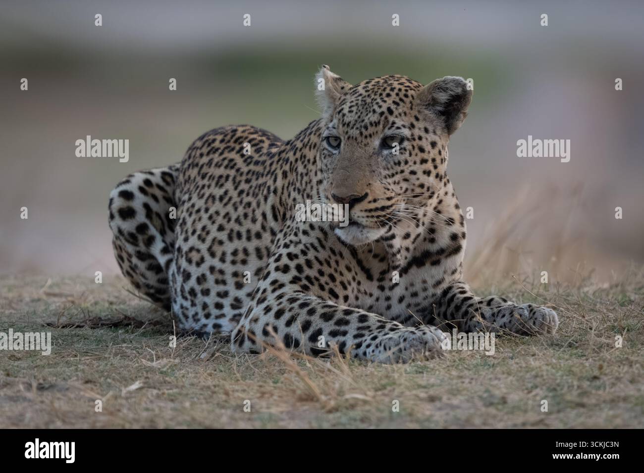 Male leopard lies turning head on grass Stock Photo - Alamy
