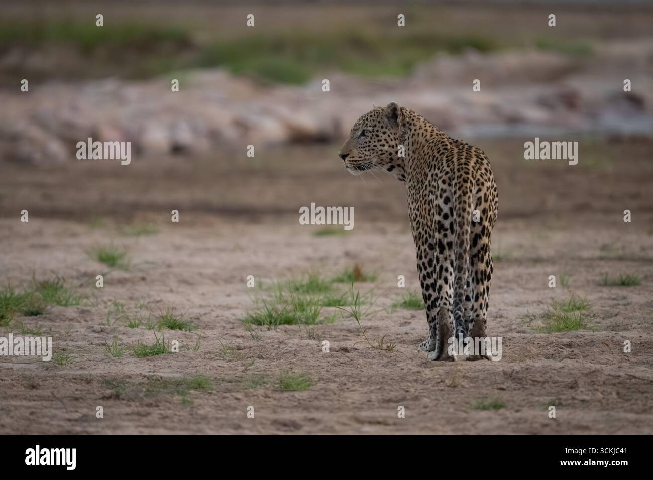 Male leopard stands turning head on floodplain Stock Photo - Alamy