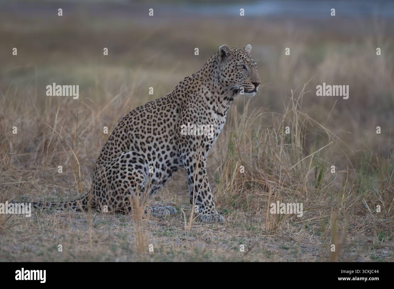 Male leopard sits turning head in grass Stock Photo - Alamy