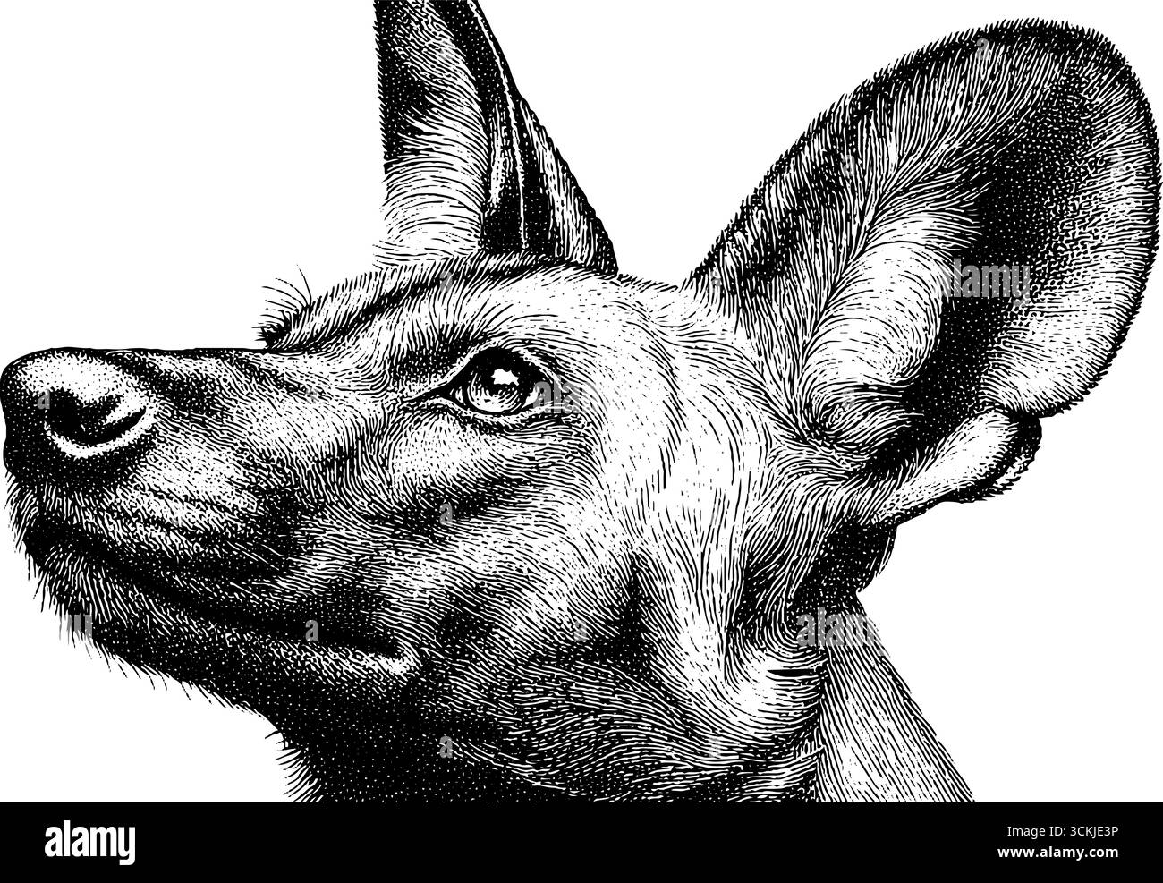 African wild dog vintage sketch with dust spiral and ear detail for ...