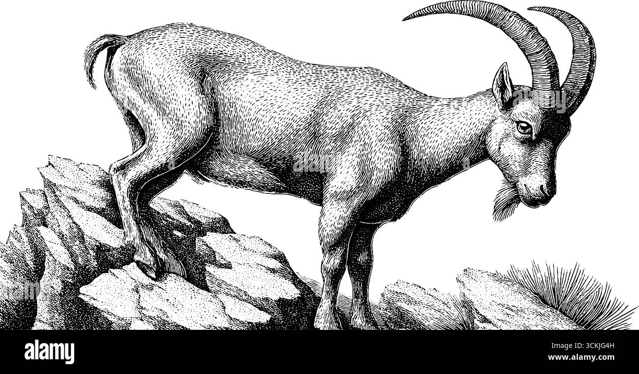 Majestic ibex standing on rocky mountain outcrop illustration Stock ...