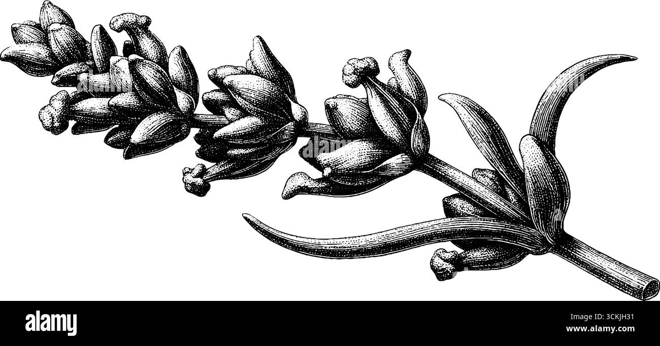 Vintage lavender stem and petals sketch with pollen elements for floral ...