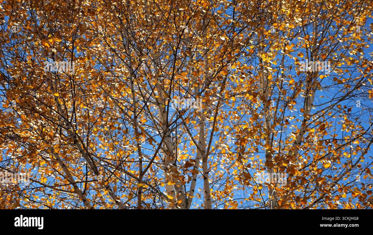 Birch branches swaying in wind hi-res stock photography and images - Alamy