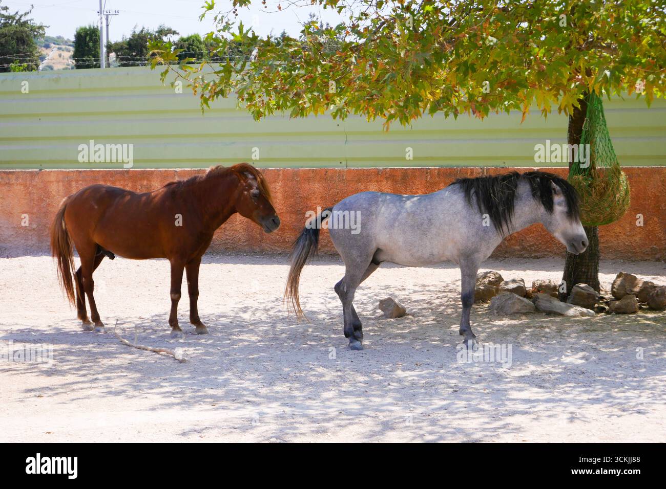 Two riding horses one hi-res stock photography and images - Alamy