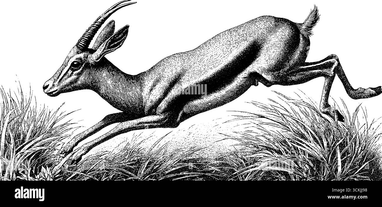 Gazelle leaping gracefully through wind-swept grass in the savanna ...