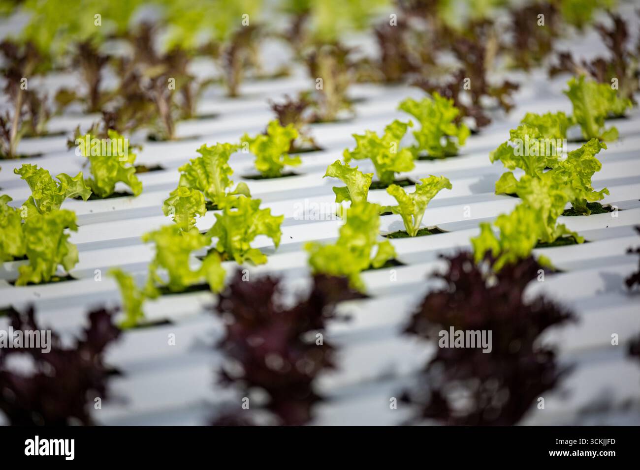 Hydroponic farm on the roof of the logistics hall on the Schenker ...