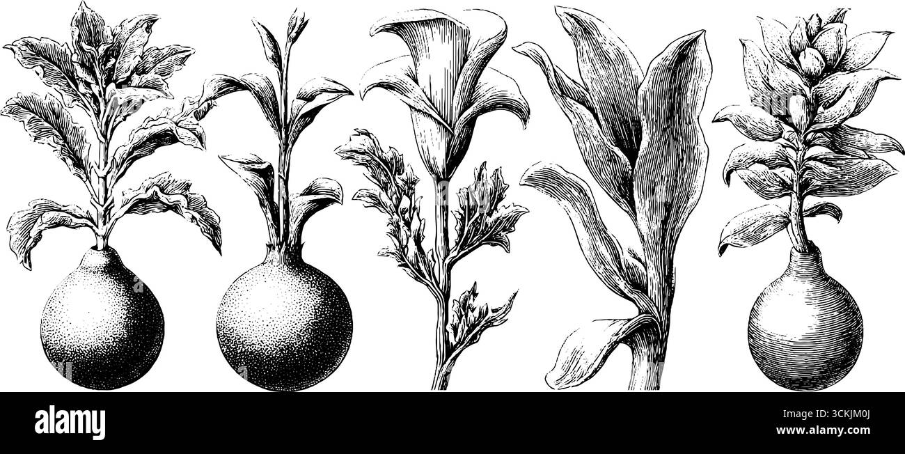 Detailed botanical sketches of leaves Cut Out Stock Images & Pictures ...