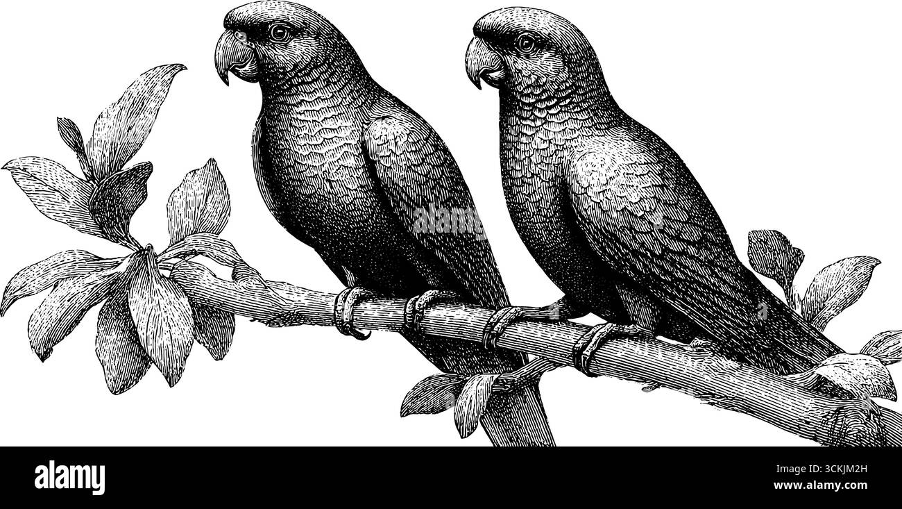Vintage parrots resting on jungle branch during rain sketch Stock ...