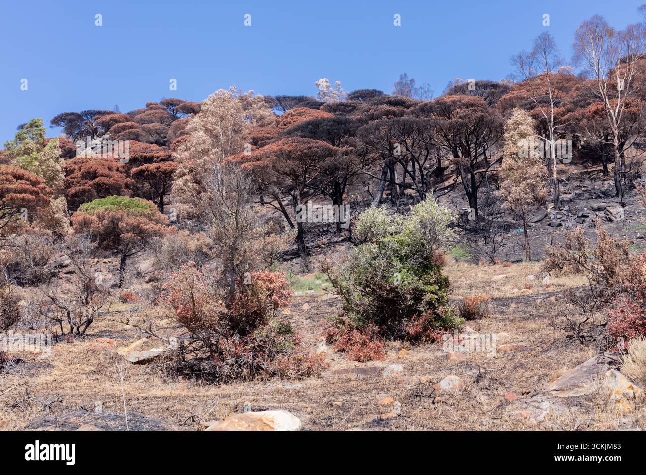 Burnt forest and scorched land after wildfire near Tarifa, Andalusia ...