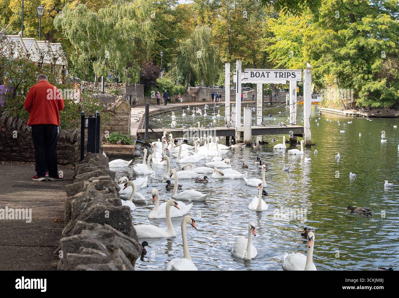 Windsor, Berkshire, UK. 12th September, 2025. Swans floating on the ...