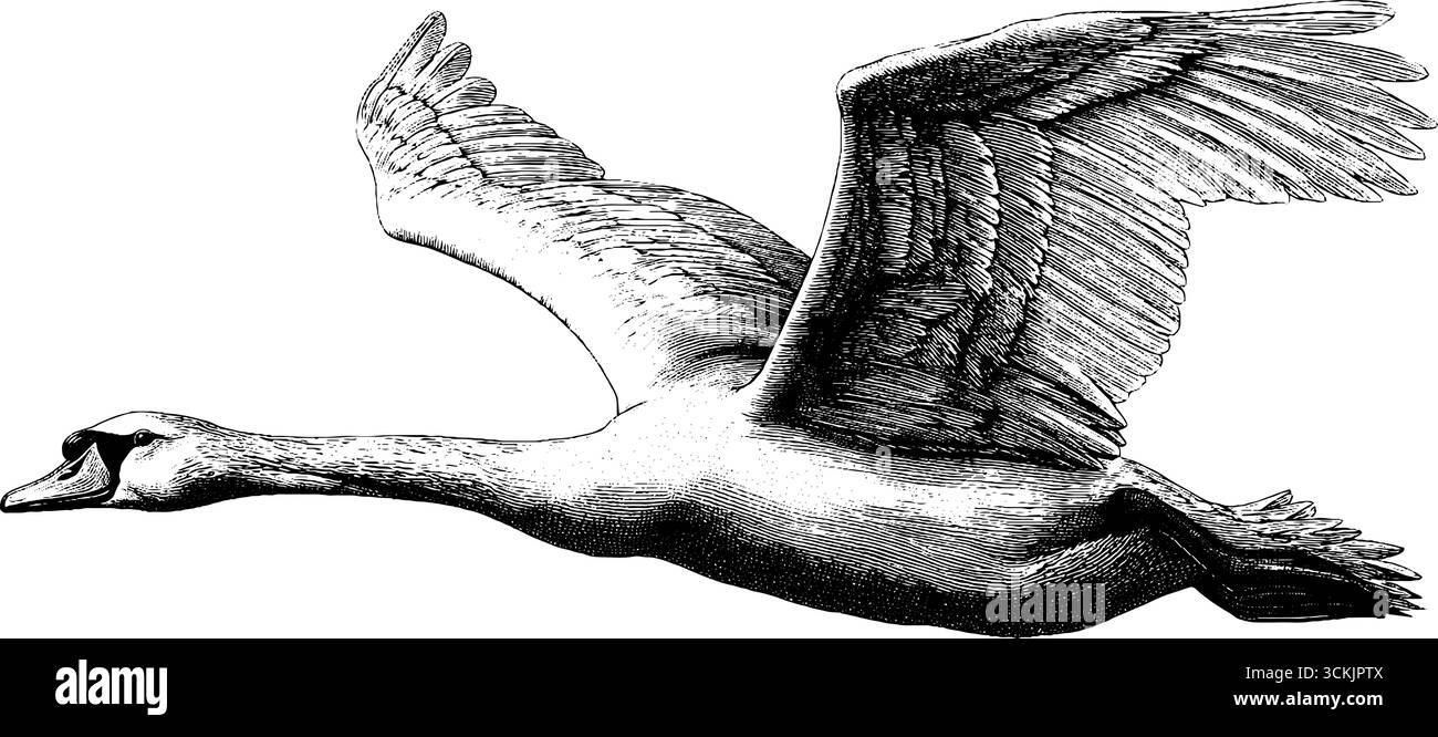 Elegant swan in flight with water ripples and dusk sky for tattoo ...