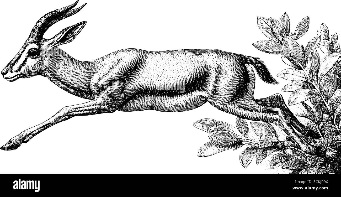 Majestic gazelle leaping with acacia leaves and predator silhouette ...
