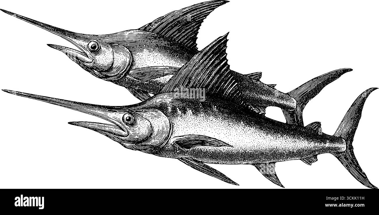 Vintage hand drawn swordfish and prey in high speed Stock Vector Image ...