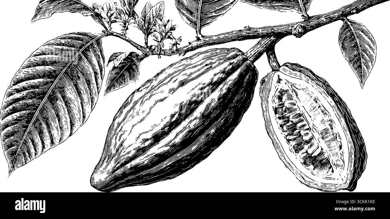 Intricate engraved cocoa pod and cut bean design for print and poster ...