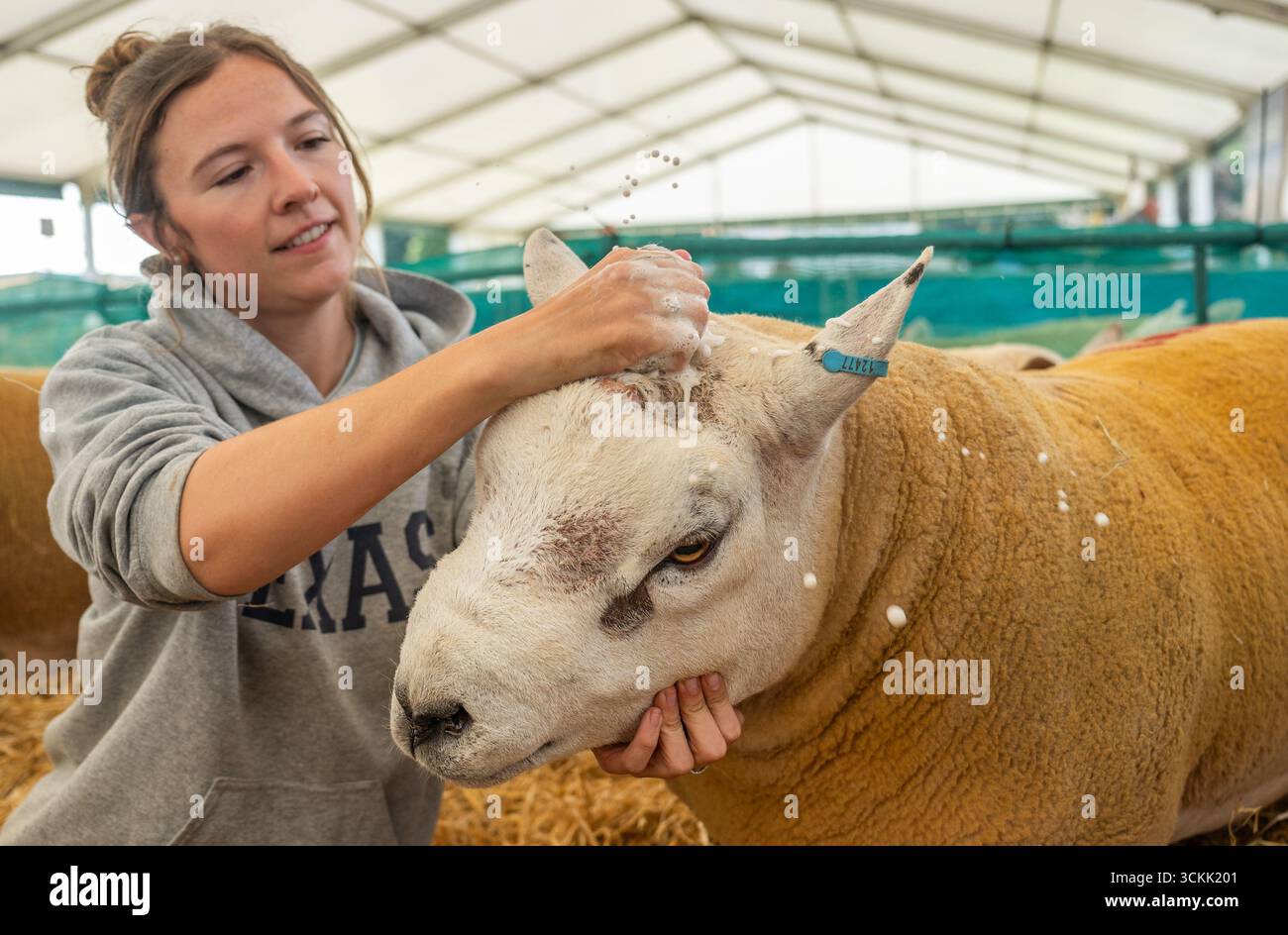 Worlds largest ram hi-res stock photography and images - Alamy