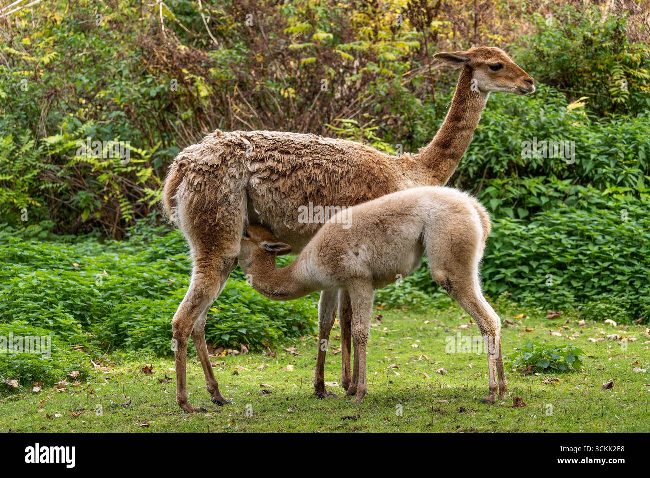 Baby vicuna vicugna relatives hi-res stock photography and images - Alamy