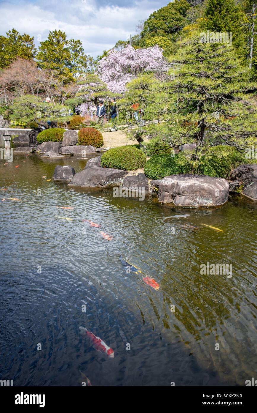 Koi pond in Japanese garden with cherry blossoms. Ornamental koi pond ...