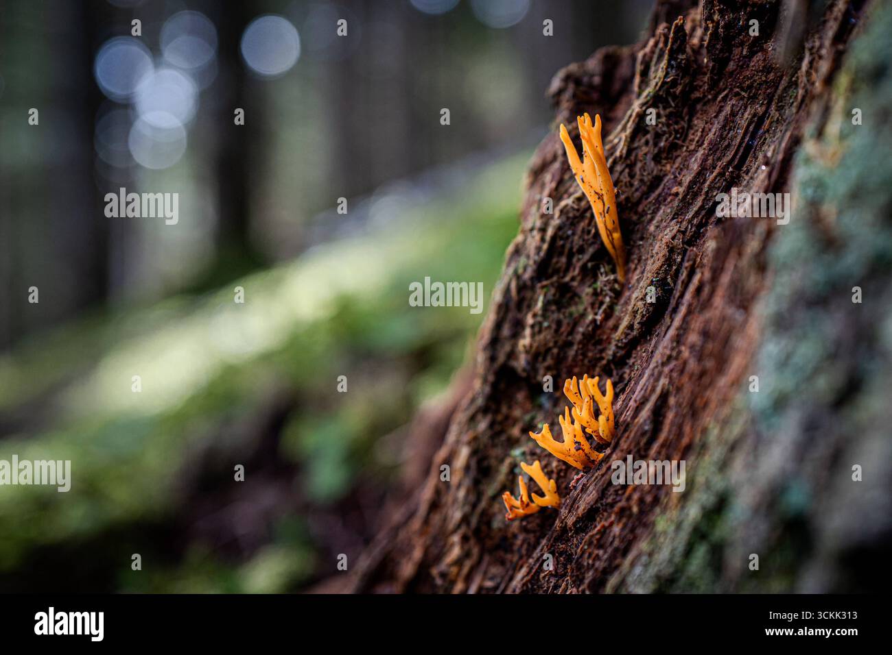 Sticky horn mushroom on the forest floor Bad Hofgastein Schlossalm ...