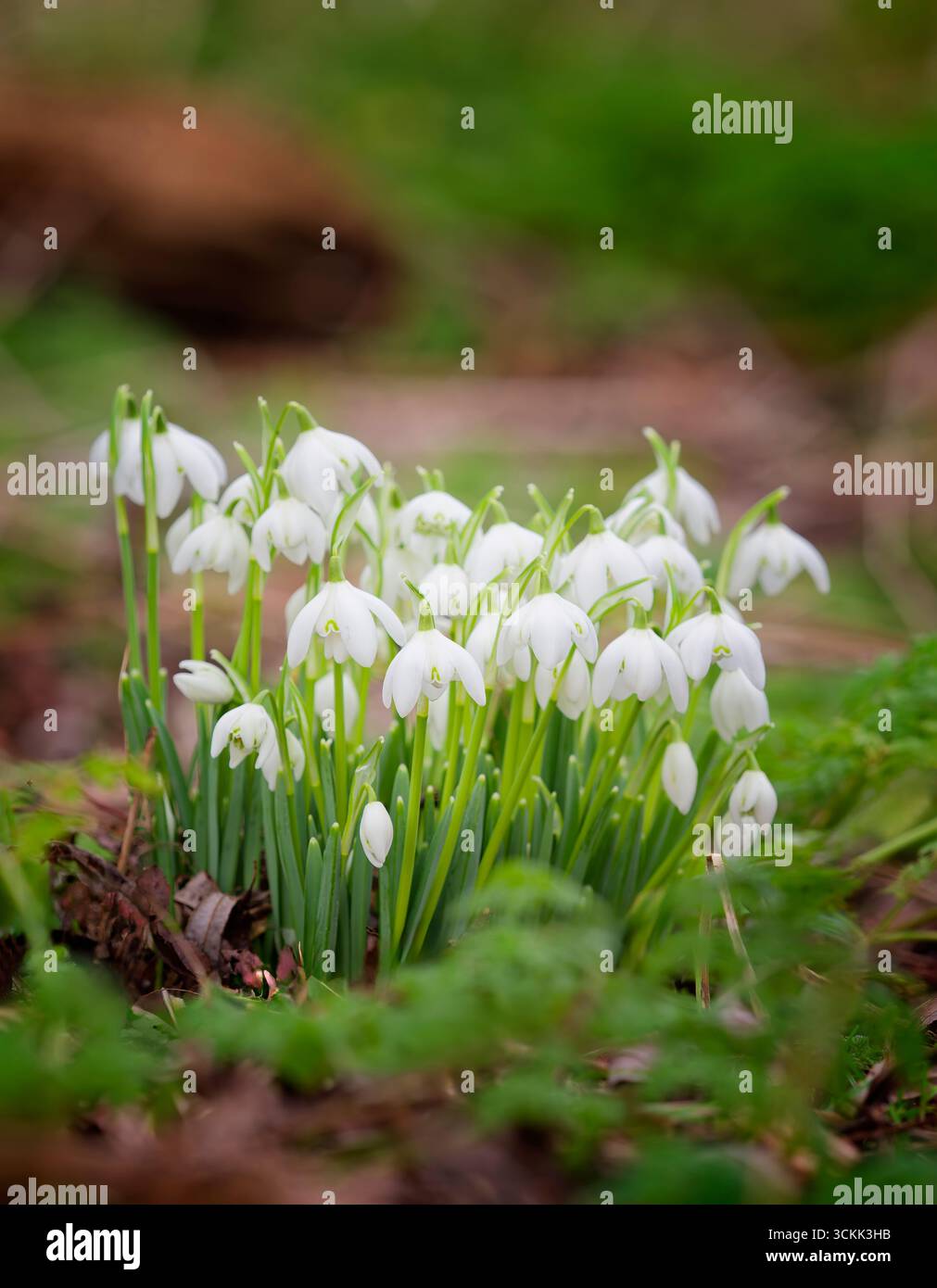 Alanthus nivalis hi-res stock photography and images - Alamy