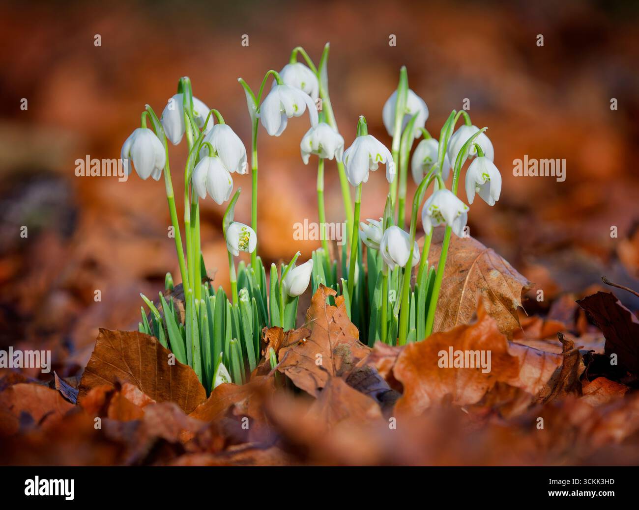 Alanthus nivalis hi-res stock photography and images - Alamy