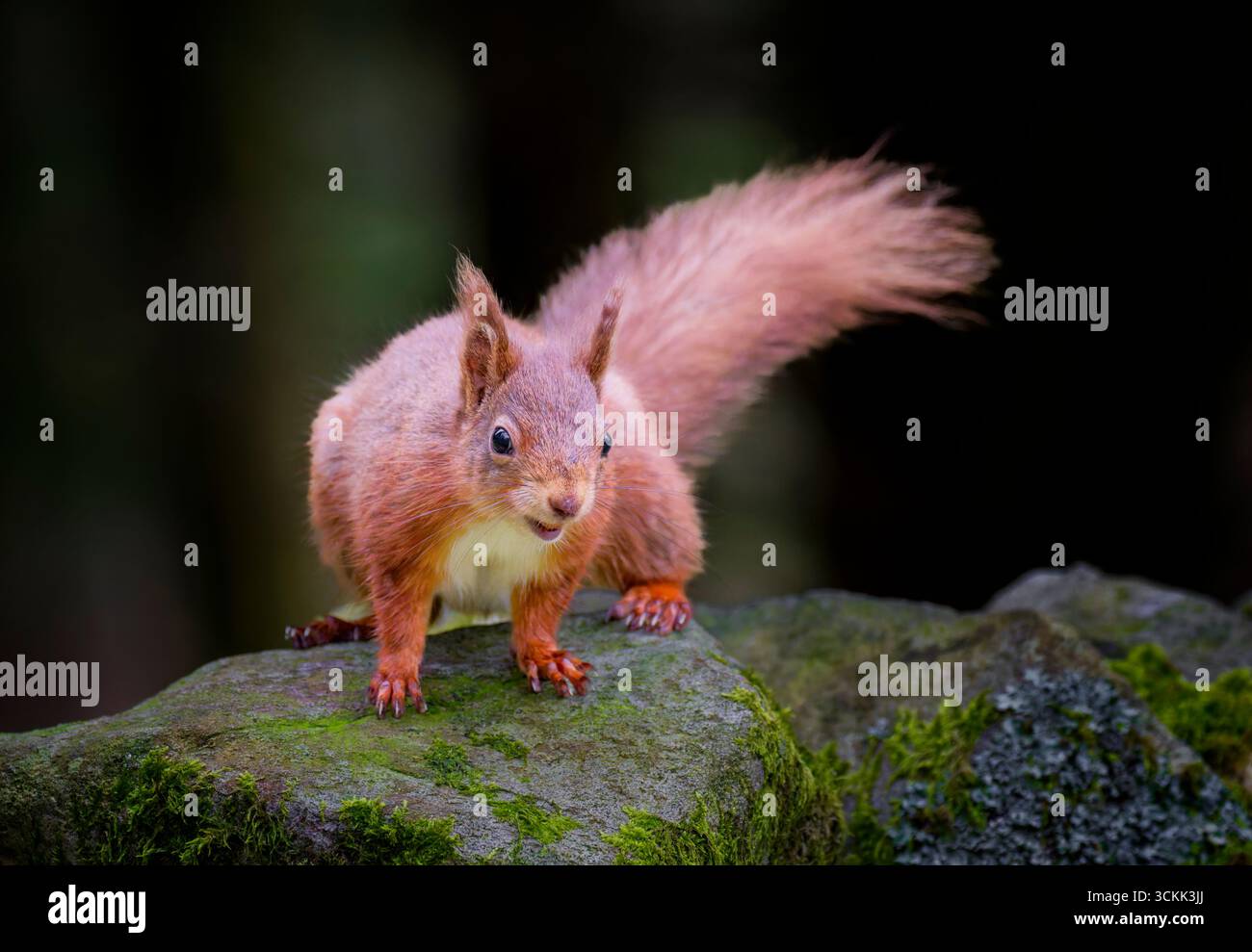 A British Red Squirrel, (Sciurus vulgaris),, standing on a dry stone ...