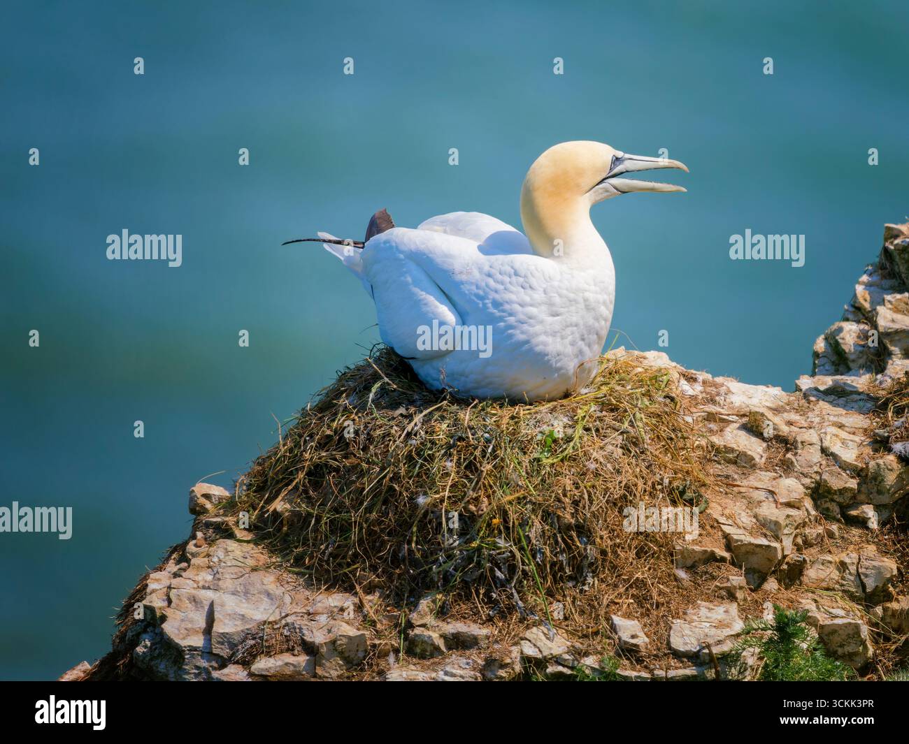 A stunning Northern Gannet, (Morus bassanus), sitting on her nest on ...