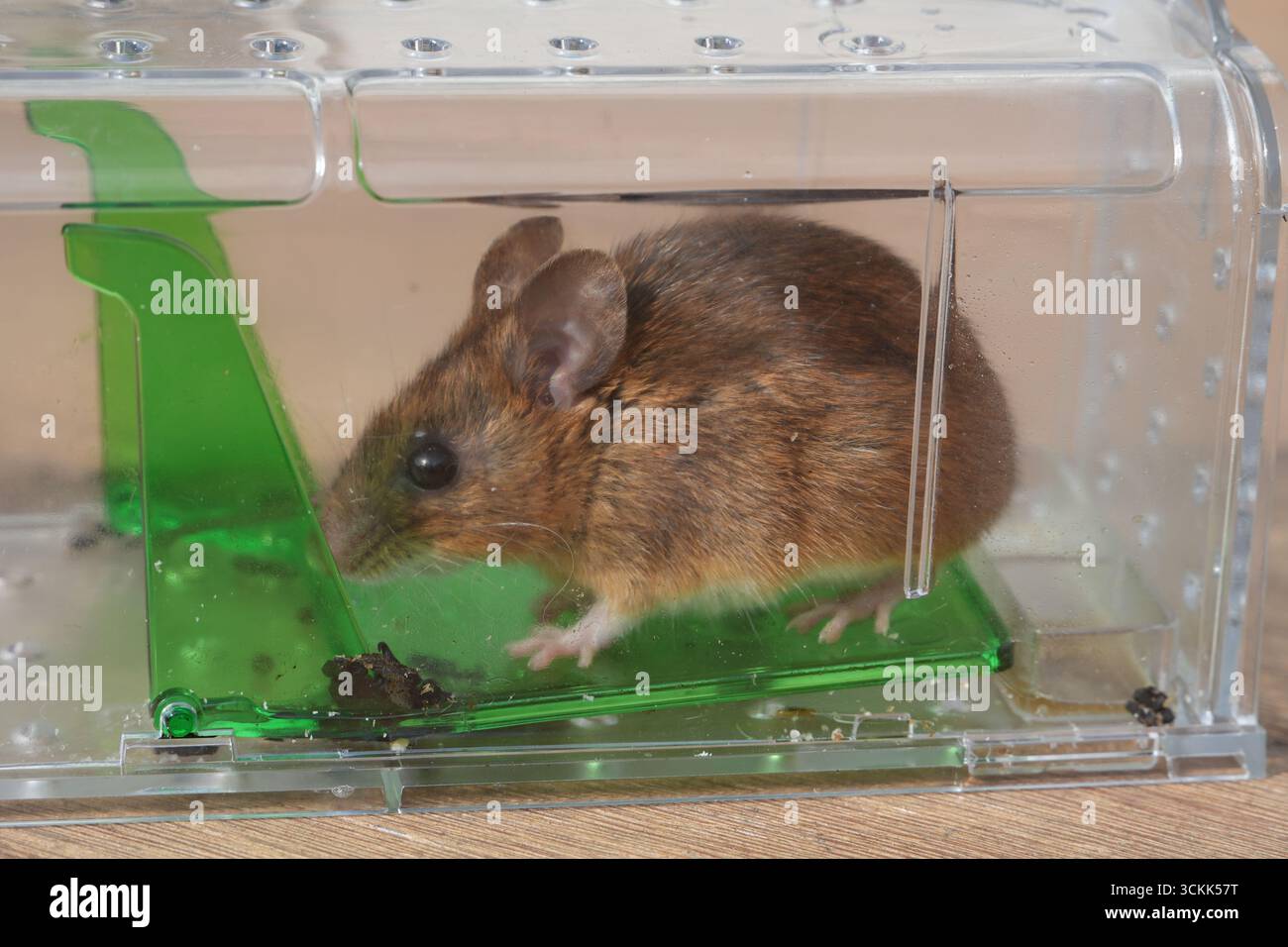 British field mouse in a humane trap Stock Photo - Alamy