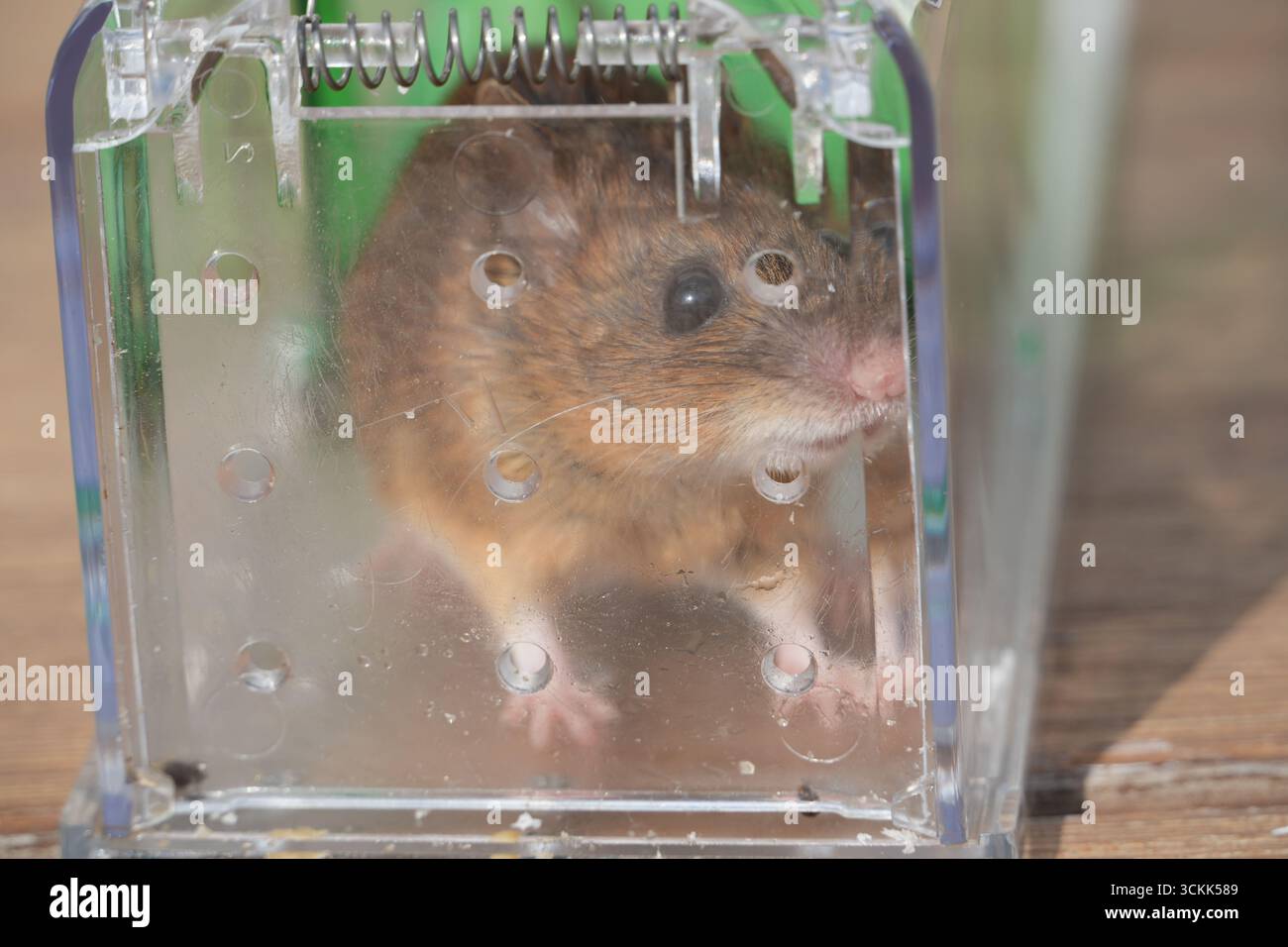 Humane british hi-res stock photography and images - Alamy