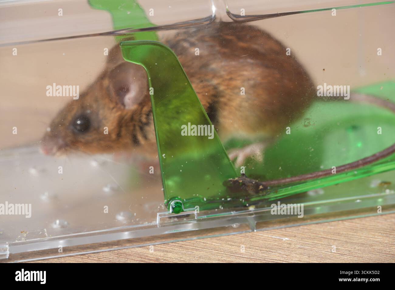 British field mouse in a humane trap Stock Photo - Alamy