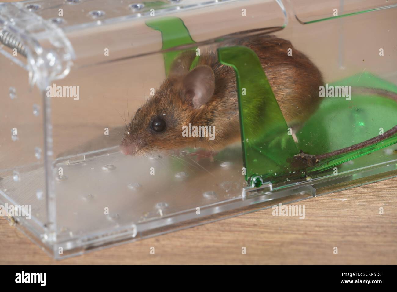British field mouse in a humane trap Stock Photo - Alamy