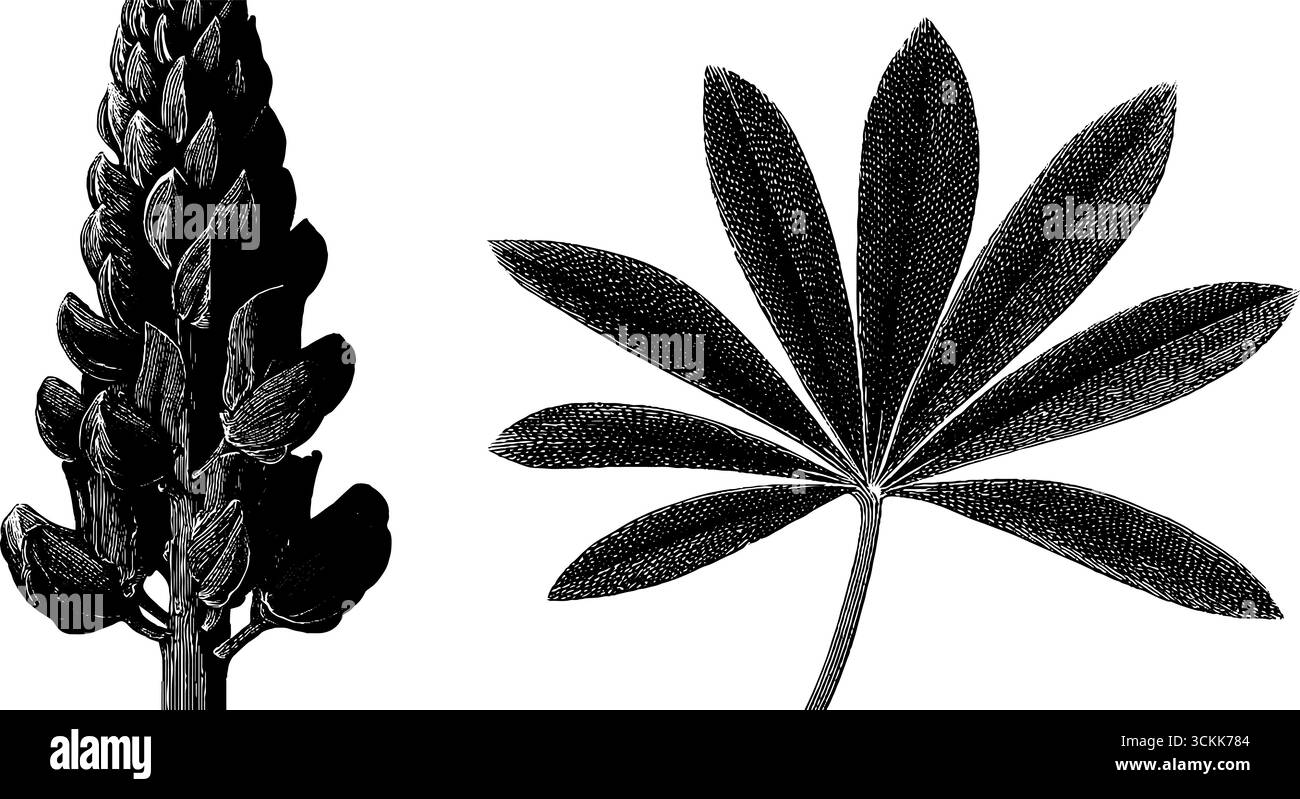 Vintage botanical art lupine hi-res stock photography and images - Alamy