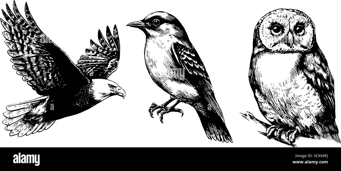 Engraved bird illustrations set featuring eagle, sparrow, and owl for ...