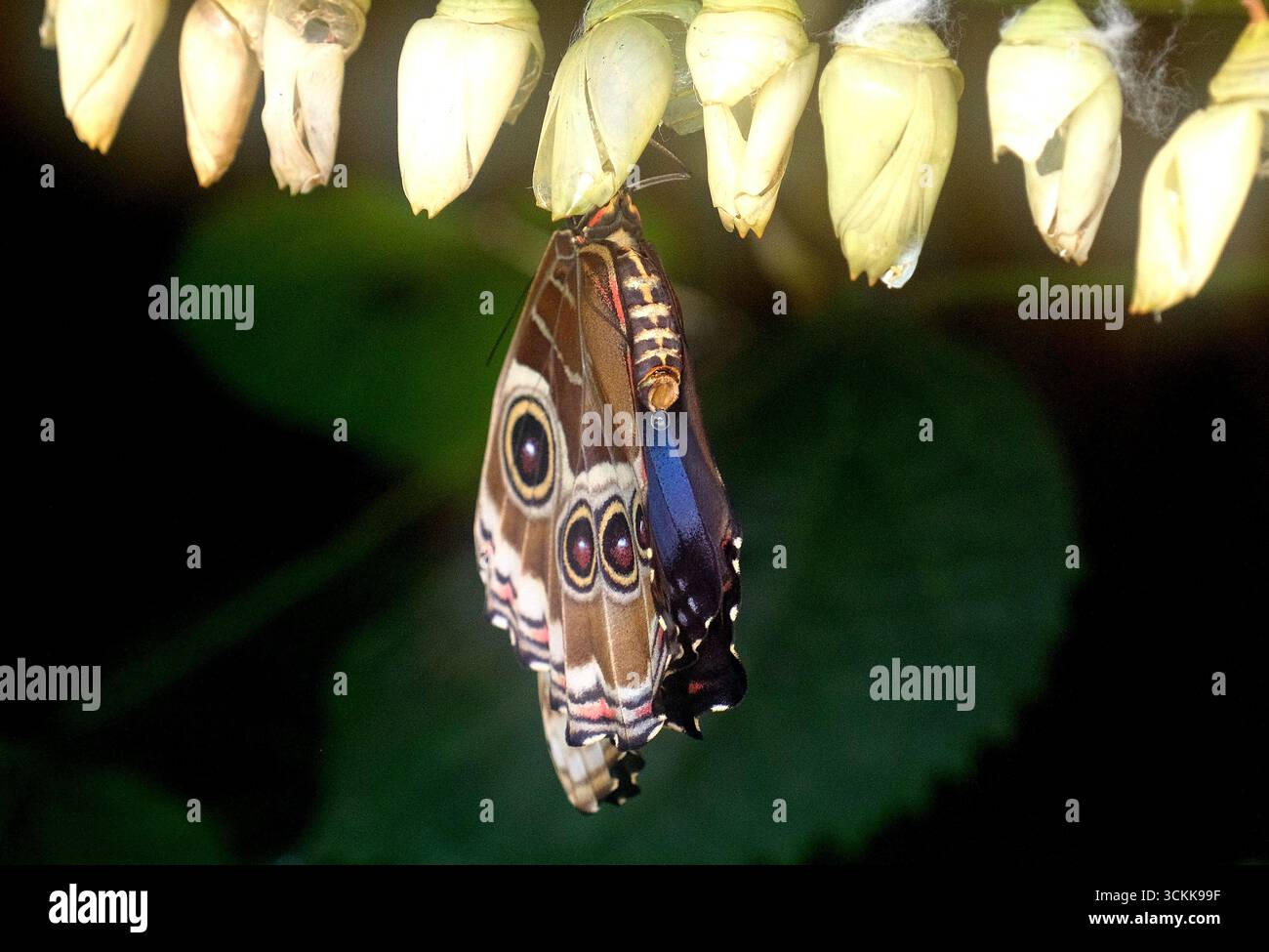 Blue Morpho Butterfly recently out of its Chrysalis at Buckfast ...