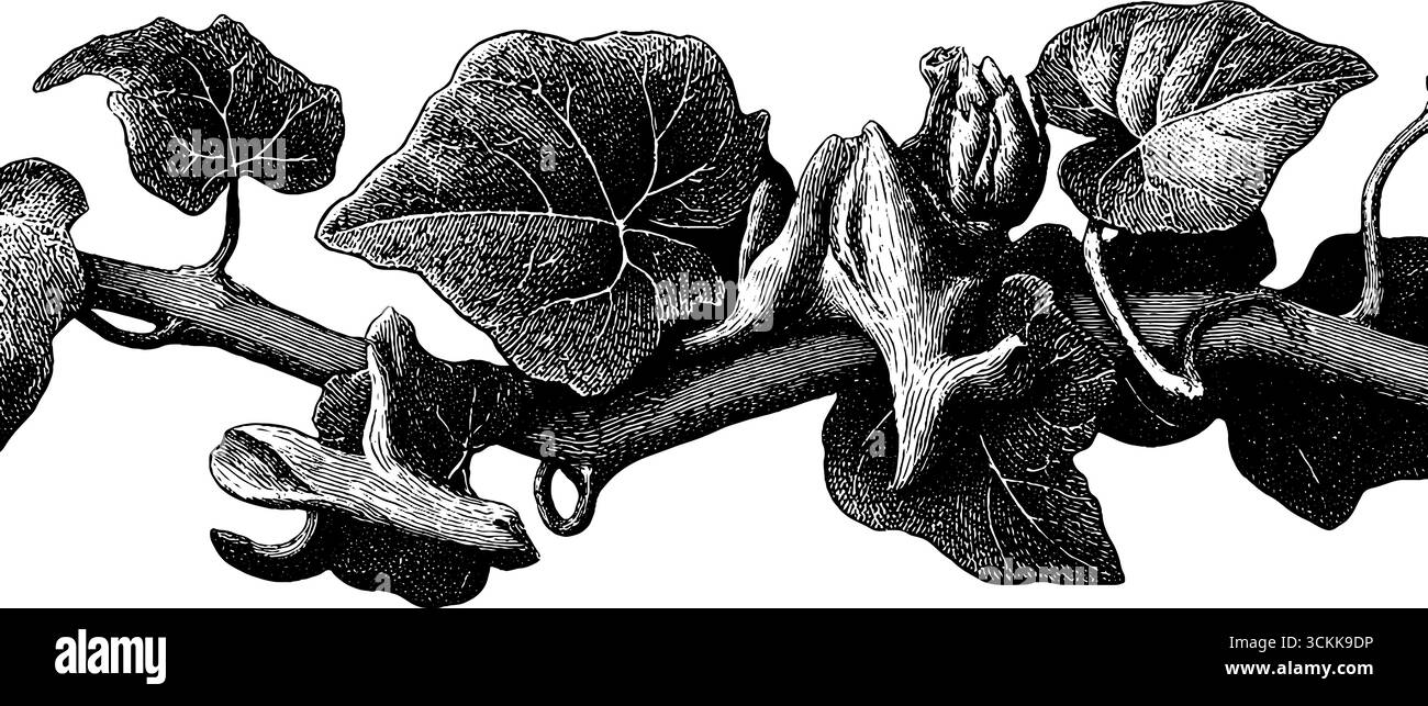 Vintage engraved scrolling vine relief illustration for design Stock ...