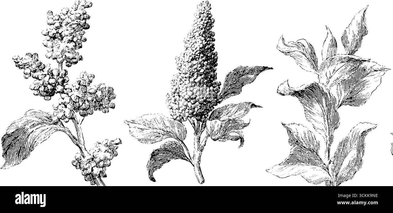 Vintage botanical sketch of quinoa plant with leaves and seeds for ...