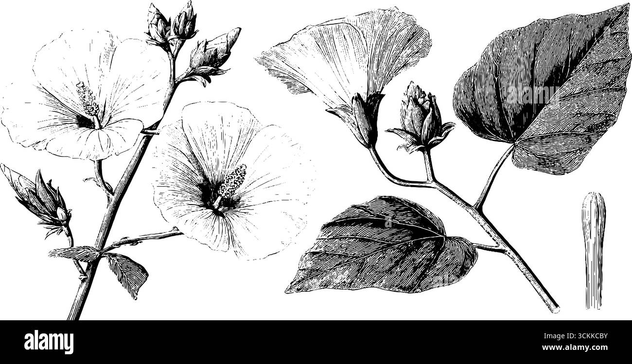 Detailed engraved botanical illustration set featuring mallow flowers ...