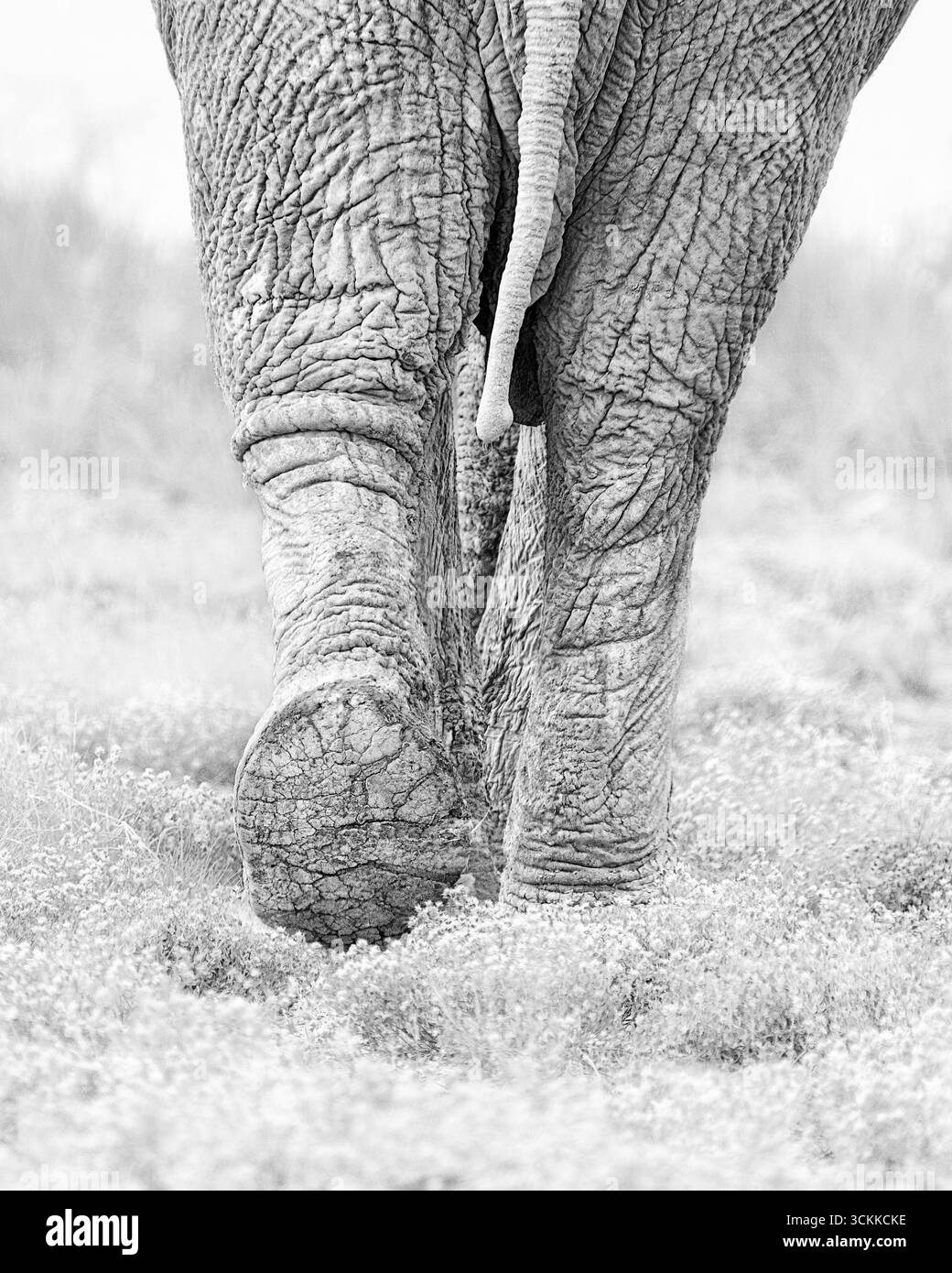 Elephant bull back legs from behind, Africana loxodanta, walking away ...